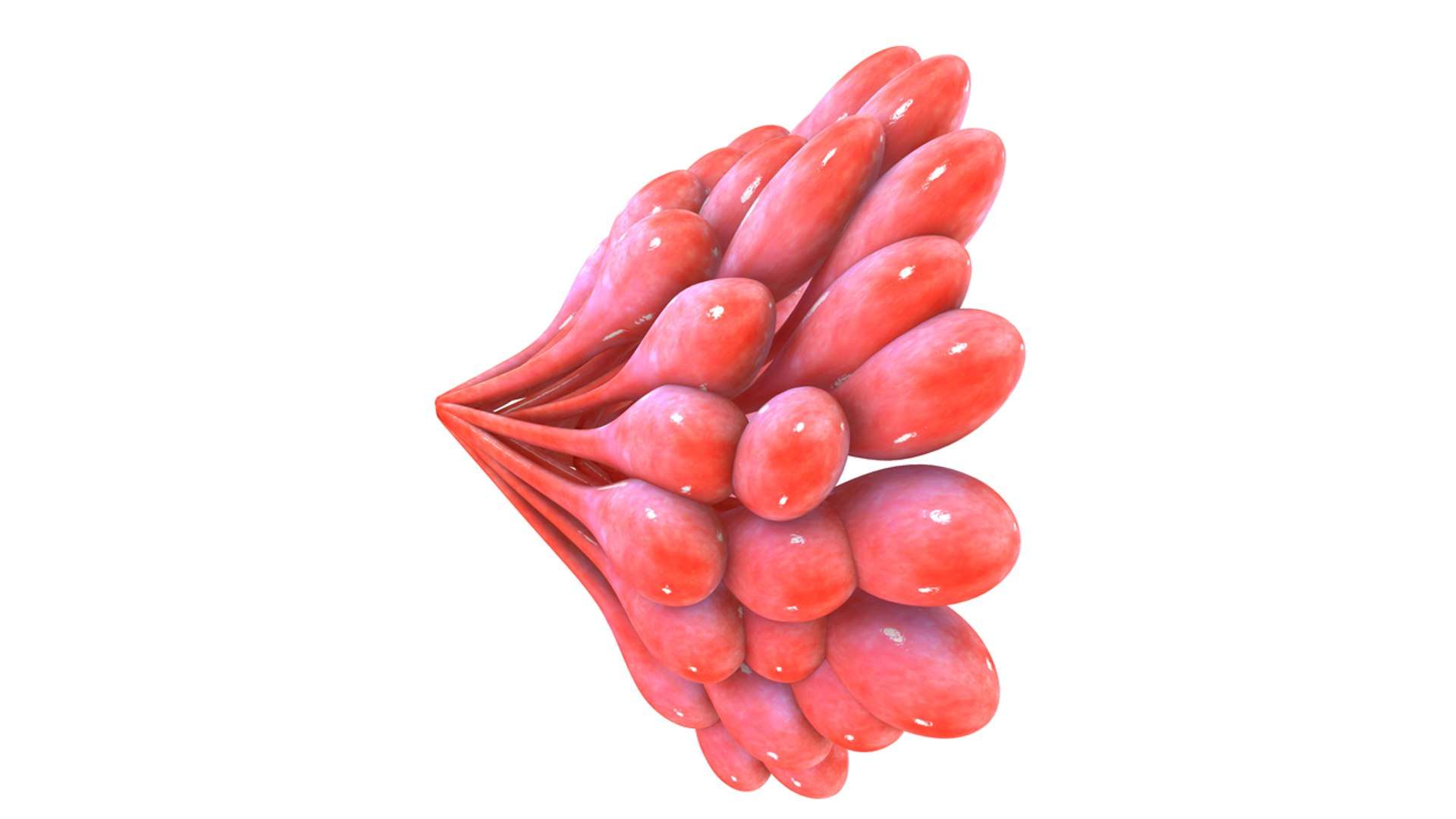 3d Model Mammary Glands