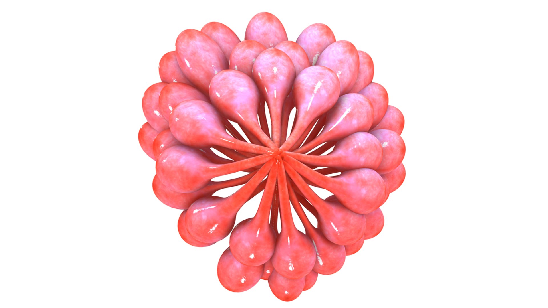 3d Model Mammary Glands