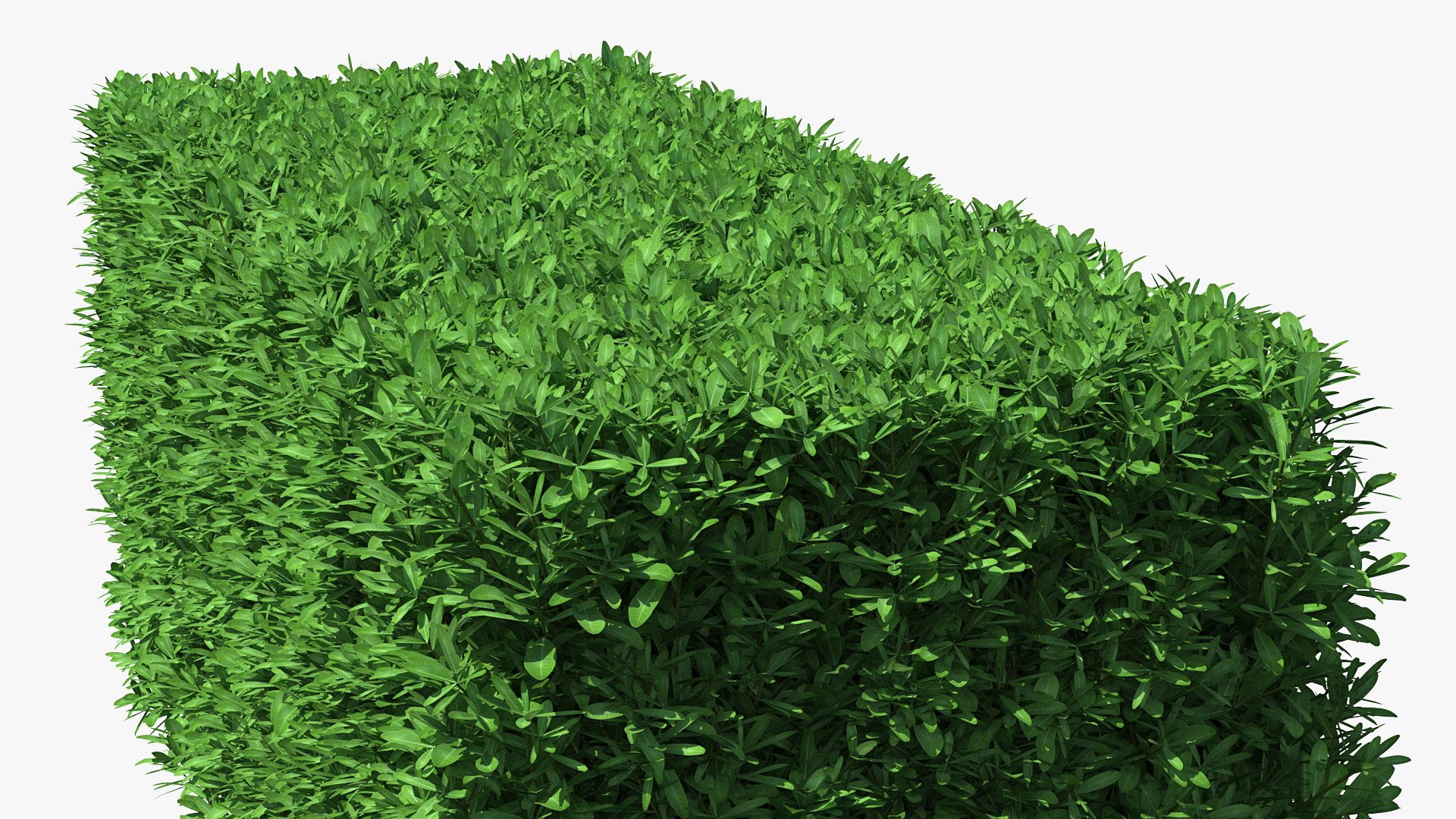 3D boxwood hedge - TurboSquid 1574954