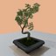 3d Model Bonsai Tree