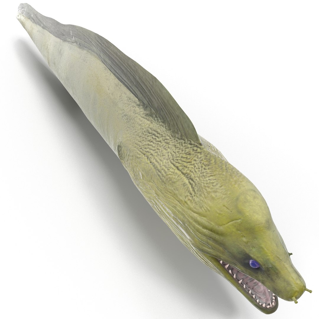 3d Muraena Fish