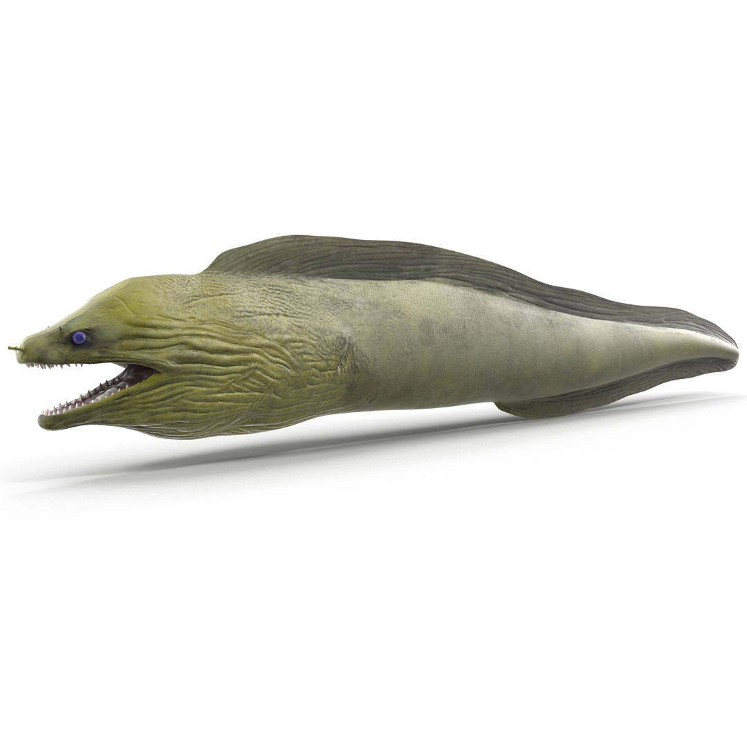 3d Muraena Fish