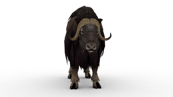 Musk Ox 3D Models for Download | TurboSquid