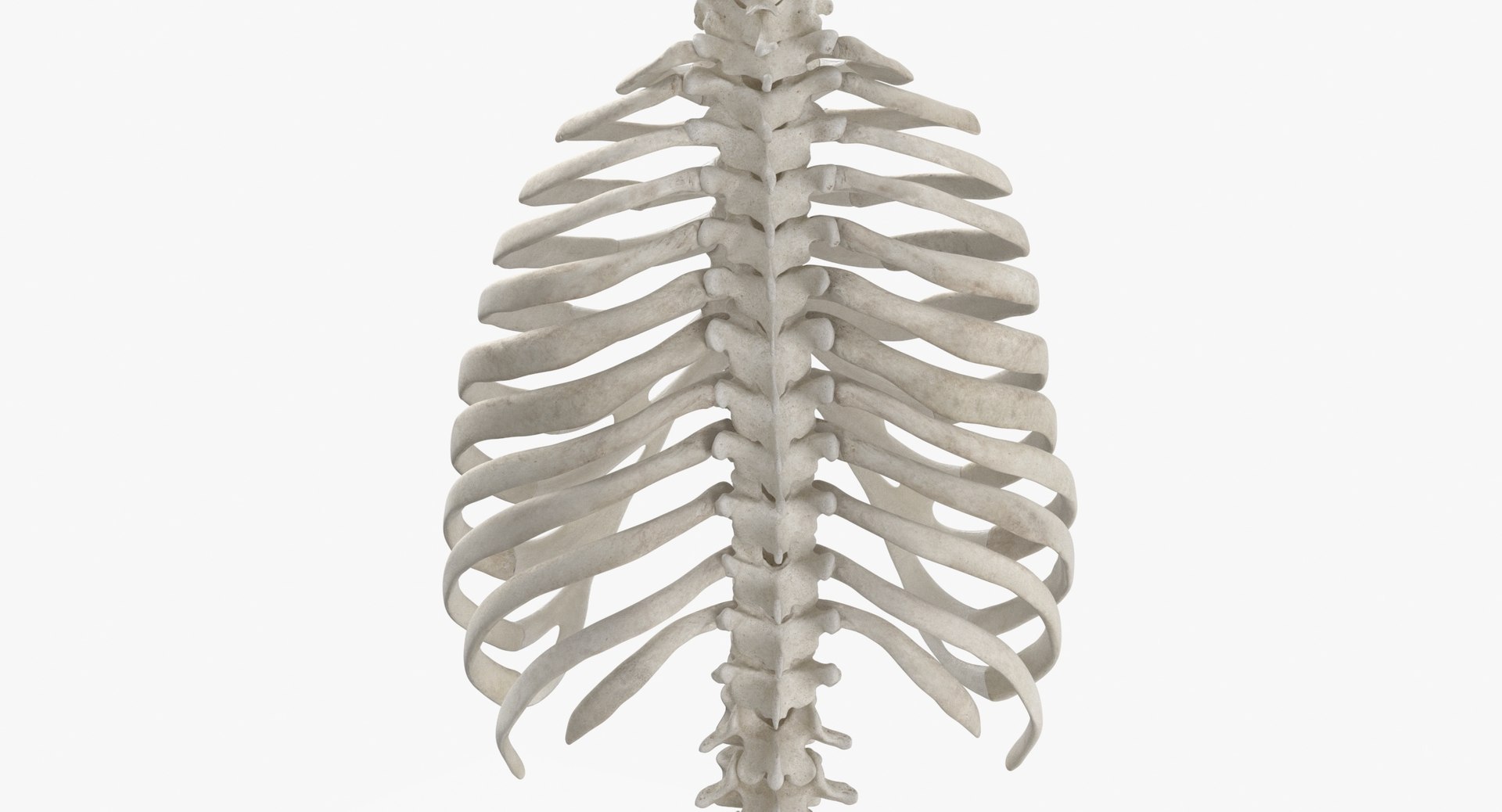 Human Rib Cages Spines and Male Pelvis Bones White Collection 01 - 2 models 3D model ...