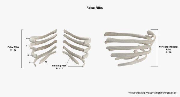 Human Rib Cages Spines and Male Pelvis Bones White Collection 01 - 2 ...
