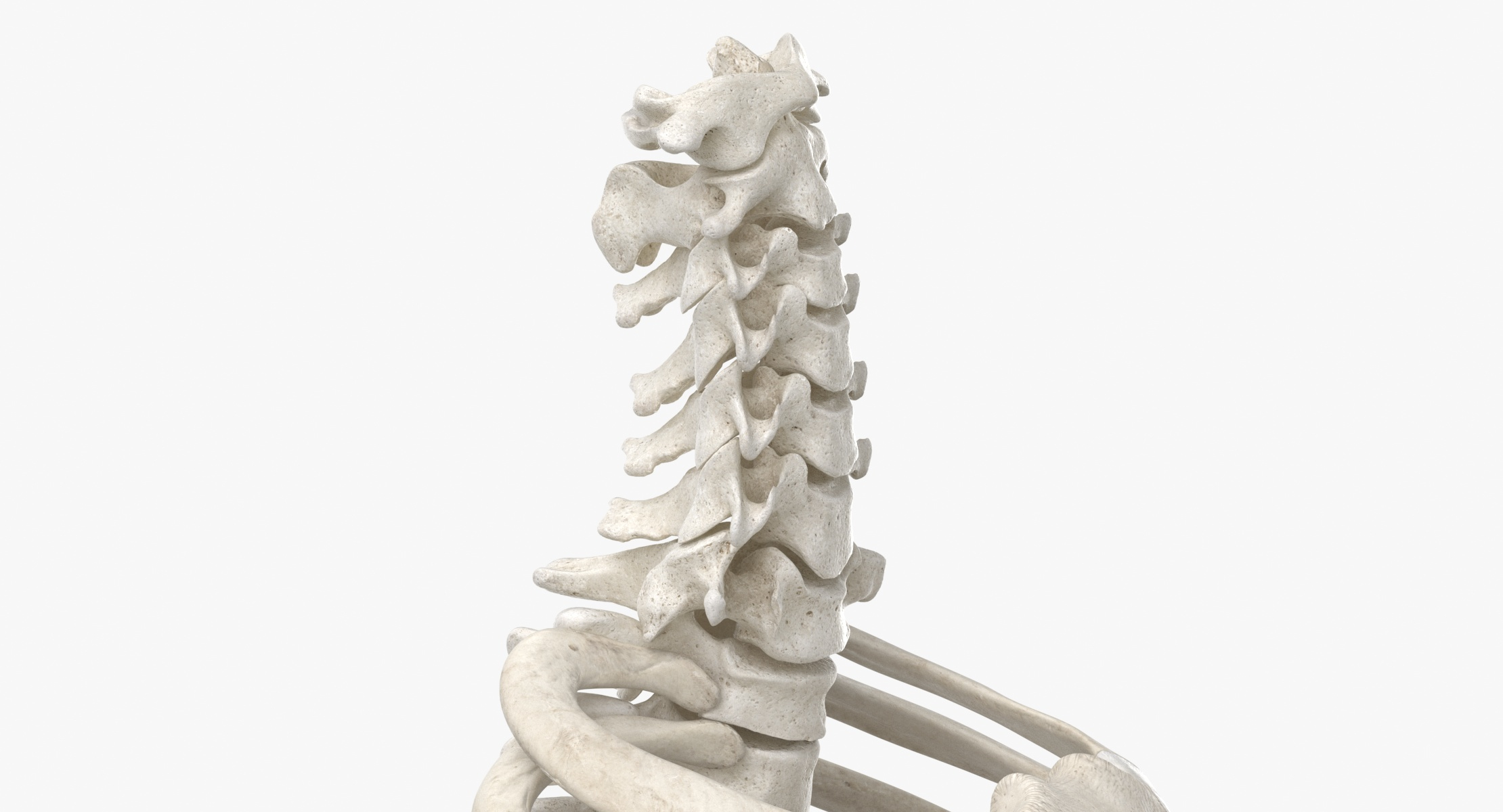 3D модель Human Rib Cages Spines and Male Pelvis Bones White Collection ...