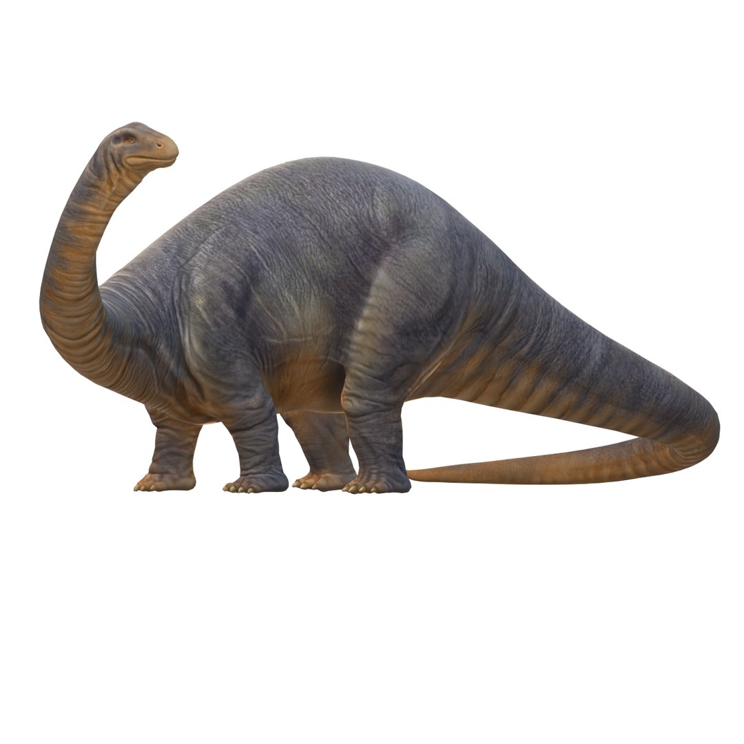 Apatosaurus 3D Model - TurboSquid 2346683