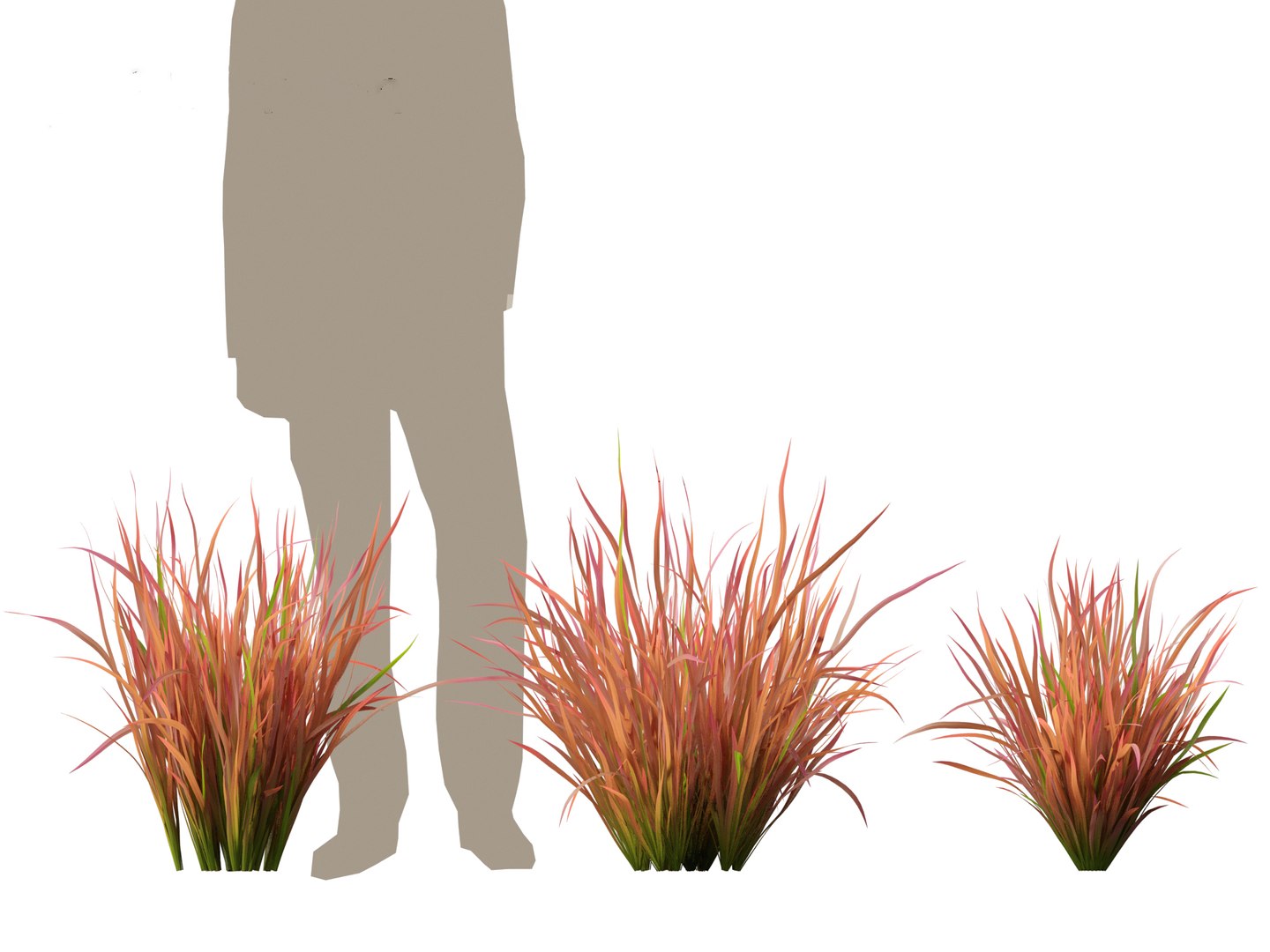 Imperata Cylindrica Red Baron013Ds Max 3D Model - TurboSquid 2170436