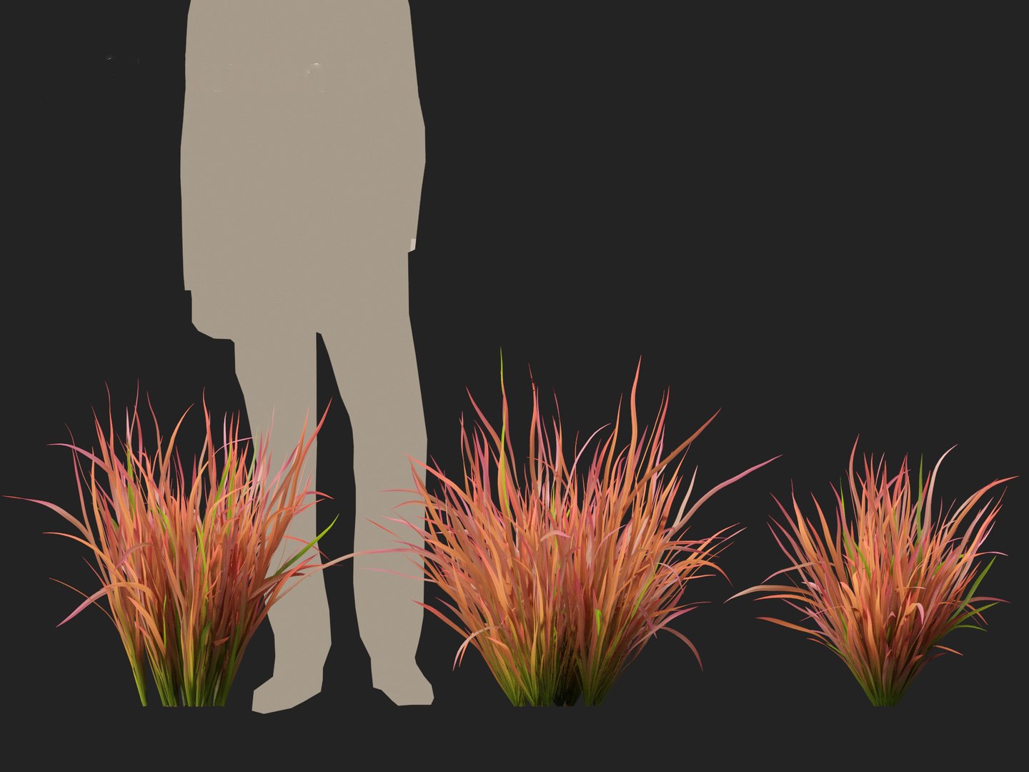 Imperata Cylindrica Red Baron013Ds Max 3D Model - TurboSquid 2170436