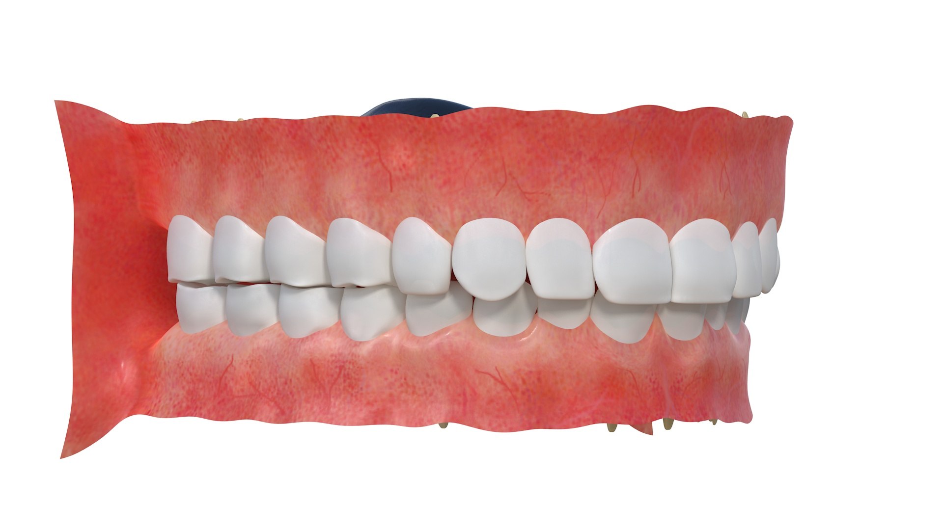 3D Mouth Anatomy Model - TurboSquid 1286165