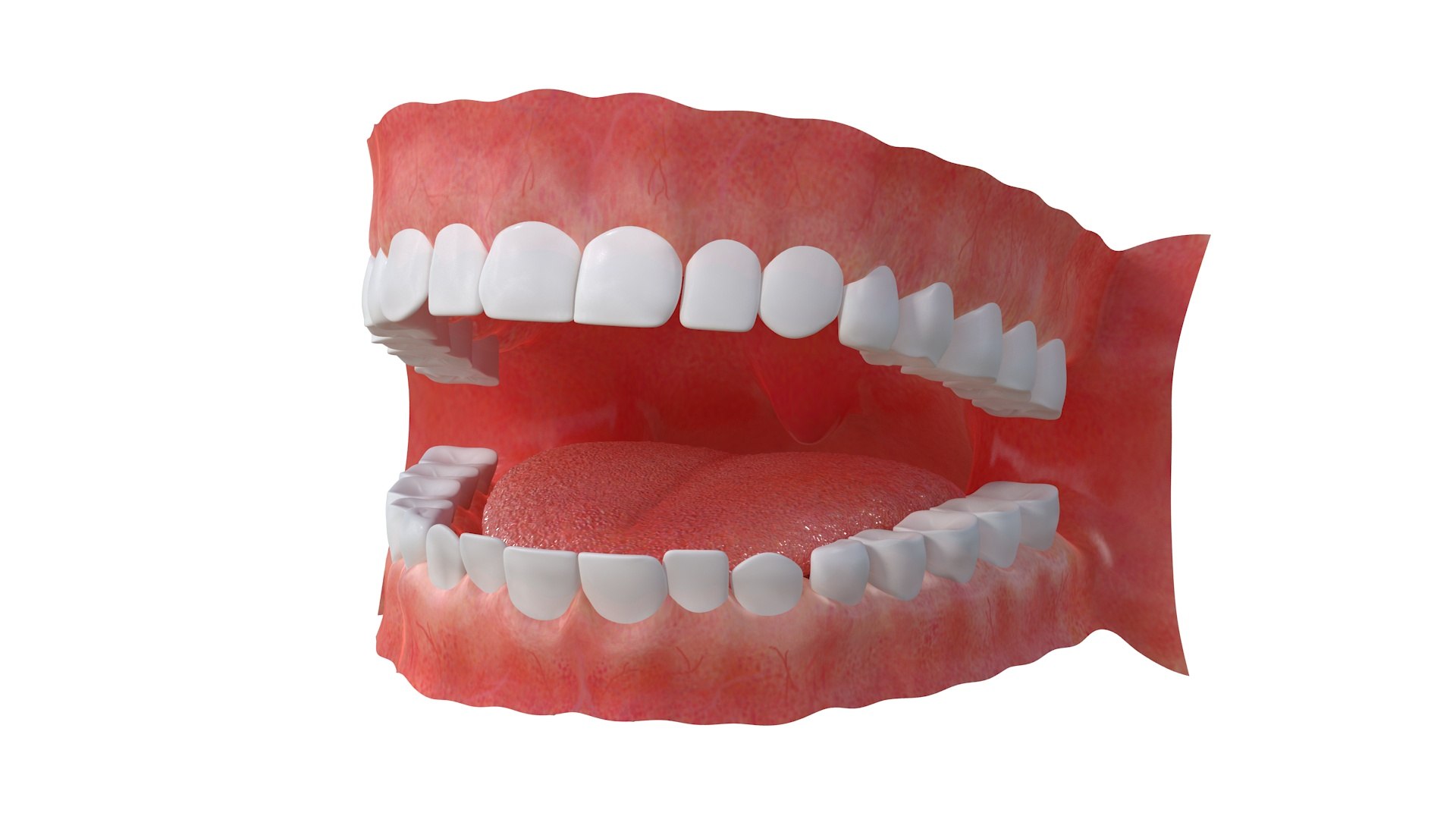 3D Mouth Anatomy Model - TurboSquid 1286165