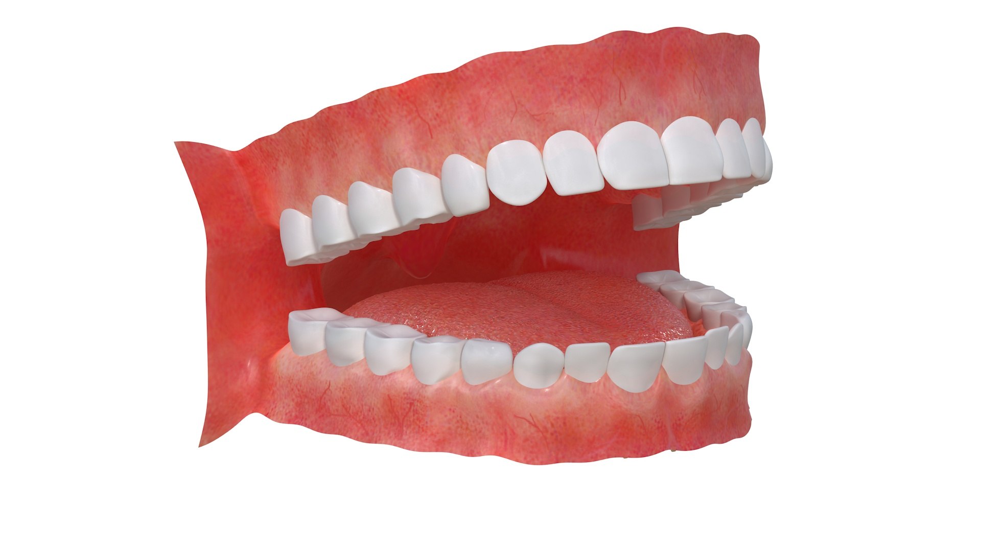 3D Mouth Anatomy Model - TurboSquid 1286165