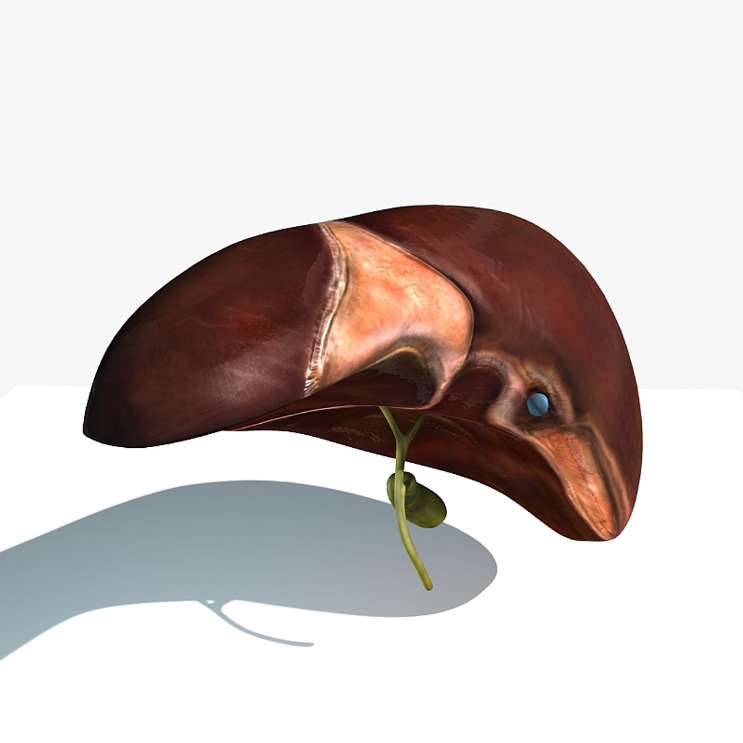 Human Liver 3d Model