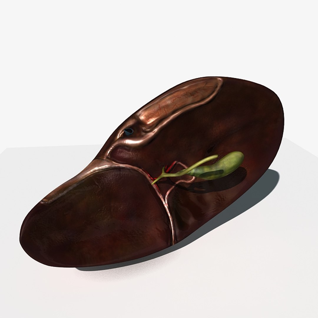 Human Liver 3d Model