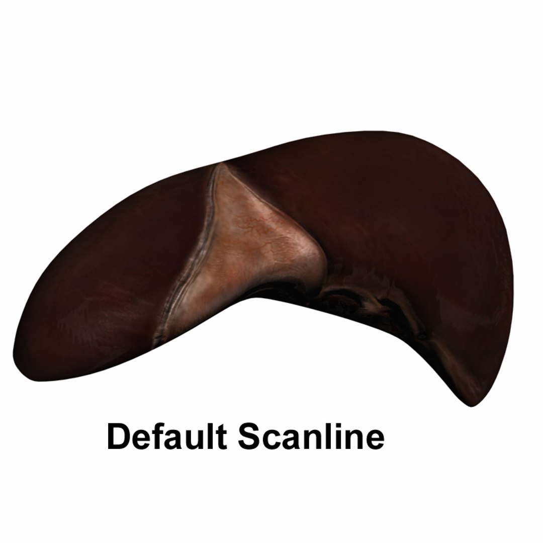 Human Liver 3d Model