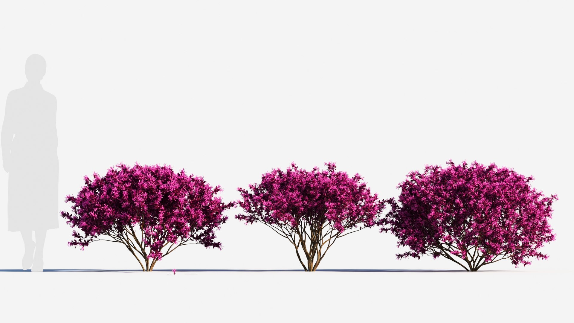 Loropetalum A 3D Model - TurboSquid 2119141