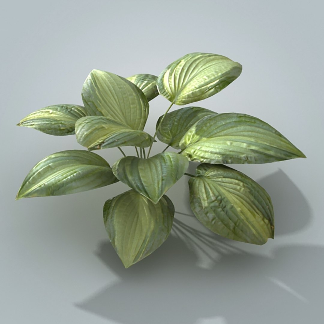 3dsmax hosta plant