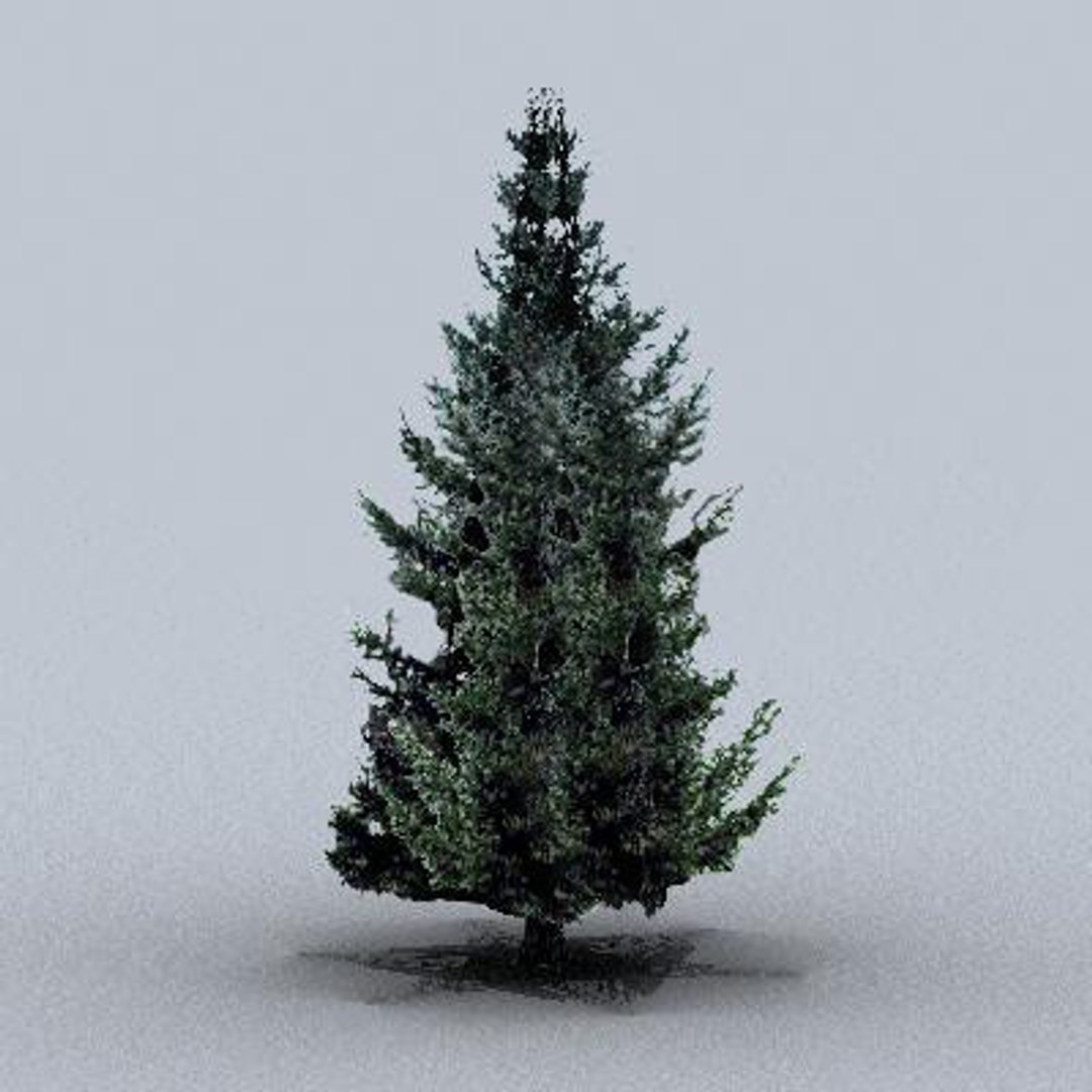 3d Conifer Trees