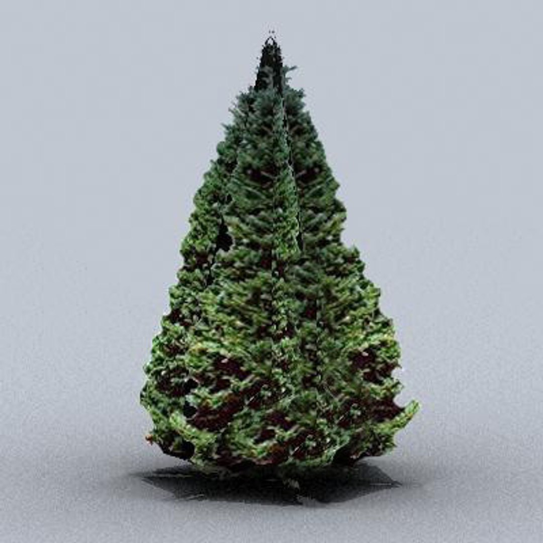 3d Conifer Trees
