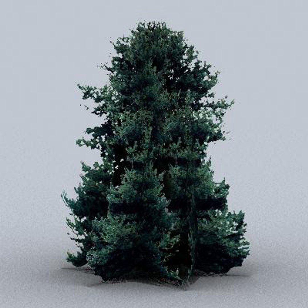 3d Conifer Trees