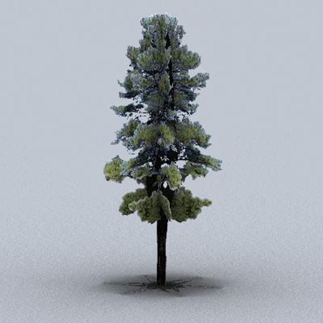 3d Conifer Trees
