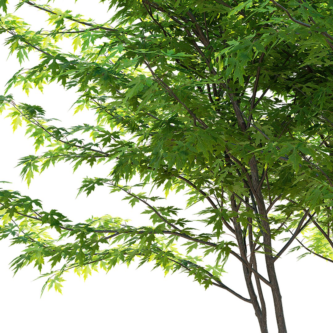 3D Acer Saccharum Multi-stem - TurboSquid 2190776
