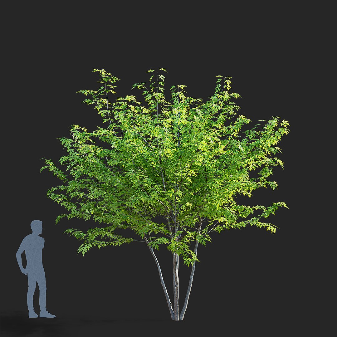3D Acer Saccharum Multi-stem - TurboSquid 2190776