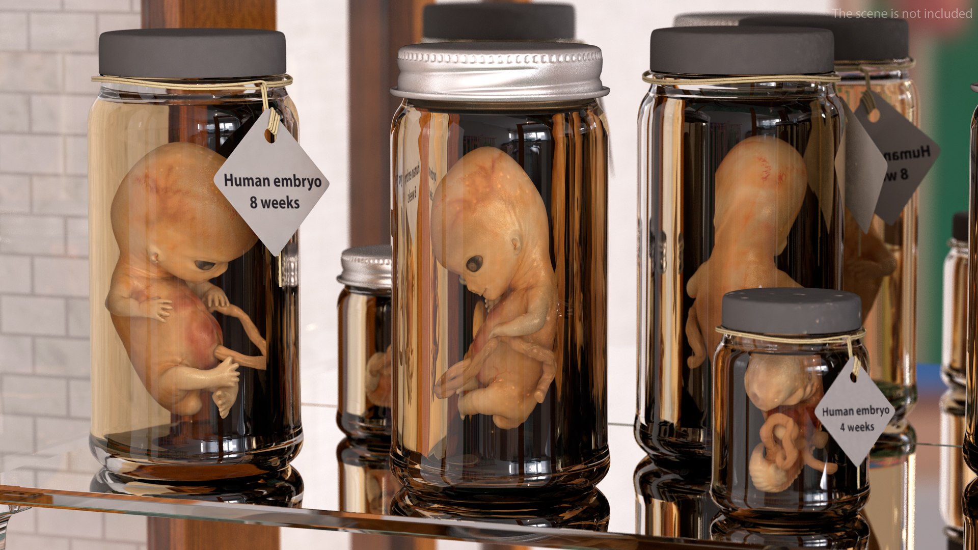 Human Embryo 8 Weeks Model - TurboSquid 1665164