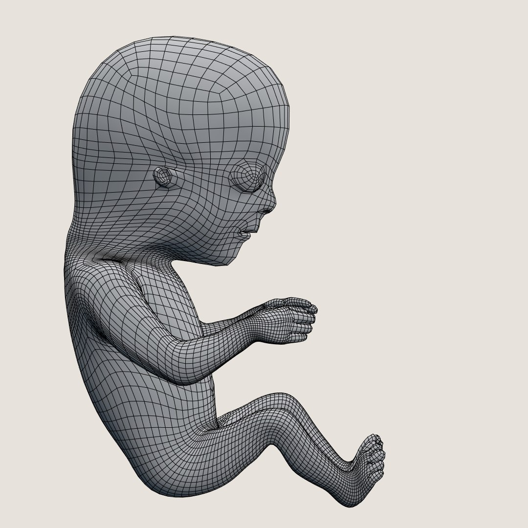 3D Photorealistic Fetus Real - - TurboSquid 1210434
