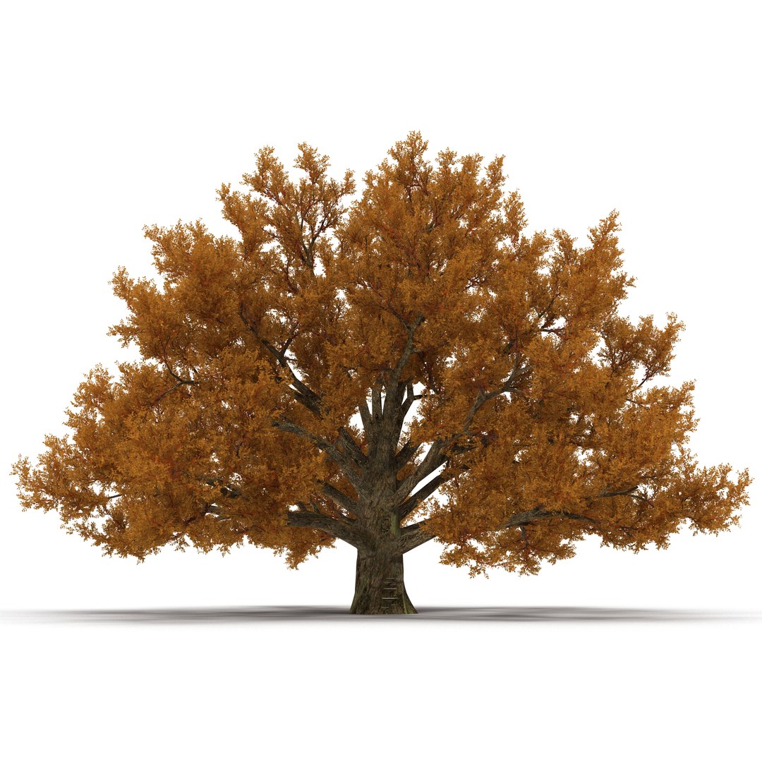 3d Model Old White Oak Autumn