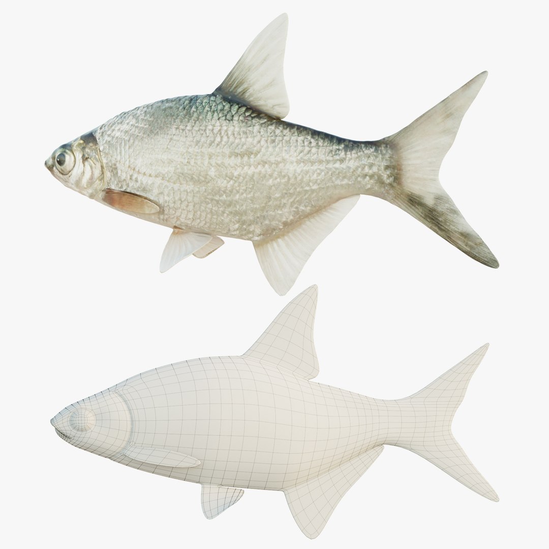 Abramis brama fish model - TurboSquid 1854075