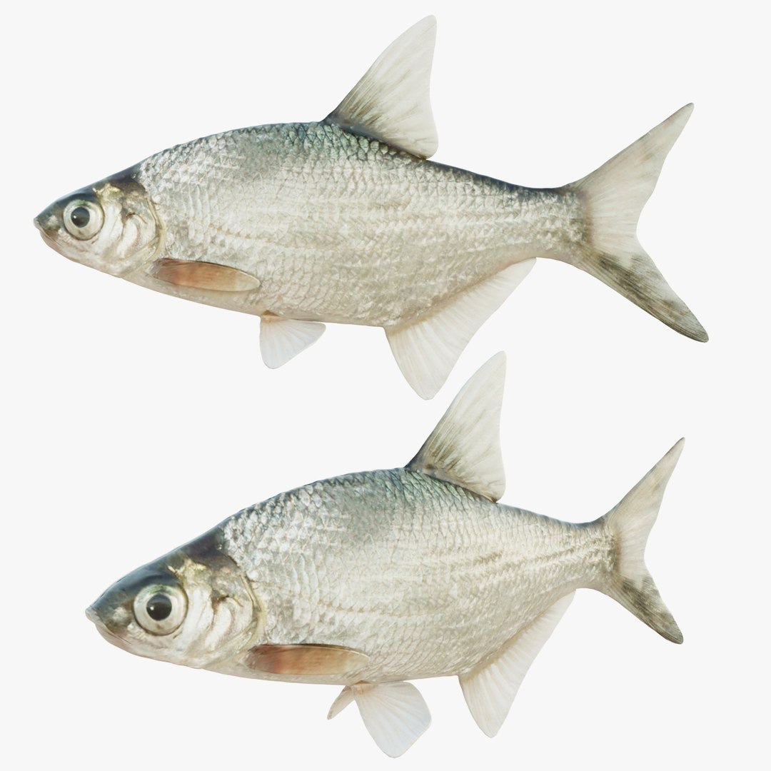 Abramis Brama Fish Model - TurboSquid 1854075