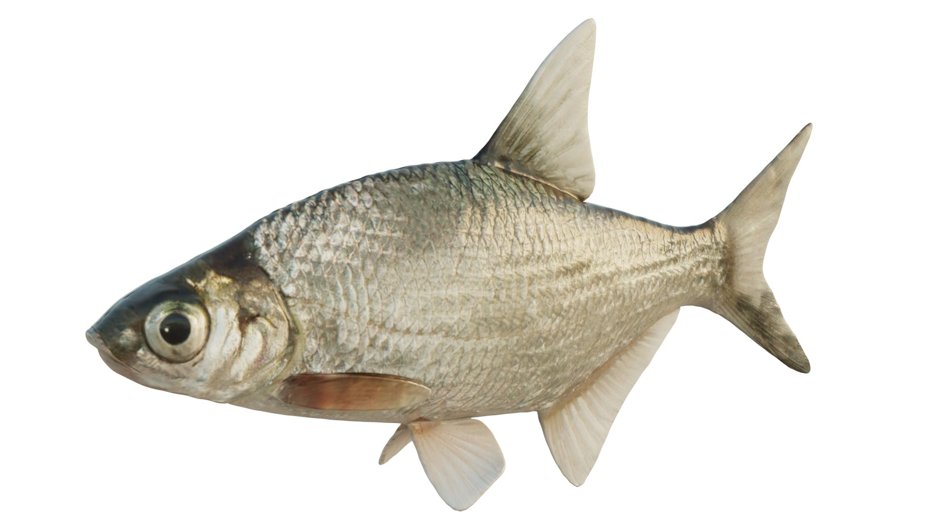 Abramis Brama Fish Model - TurboSquid 1854075