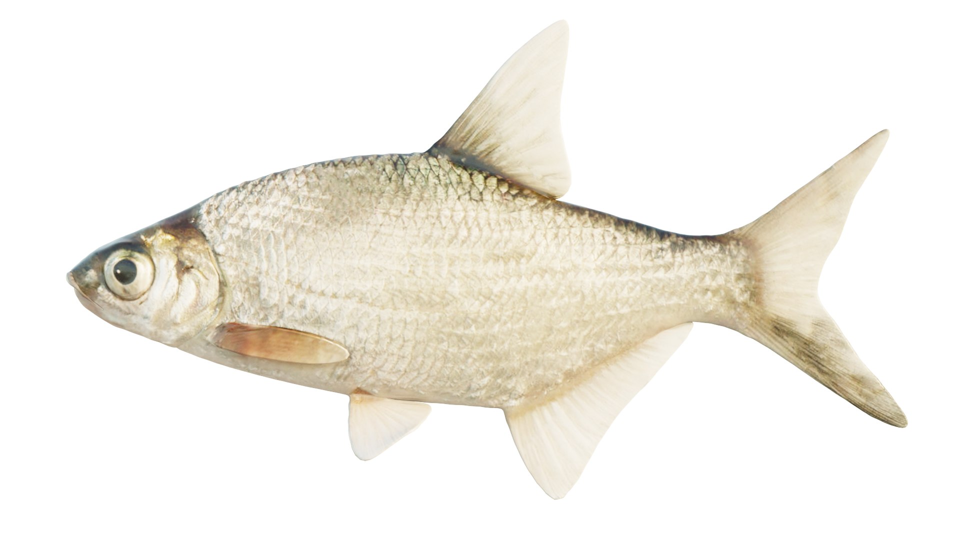 Abramis Brama Fish Model - TurboSquid 1854075