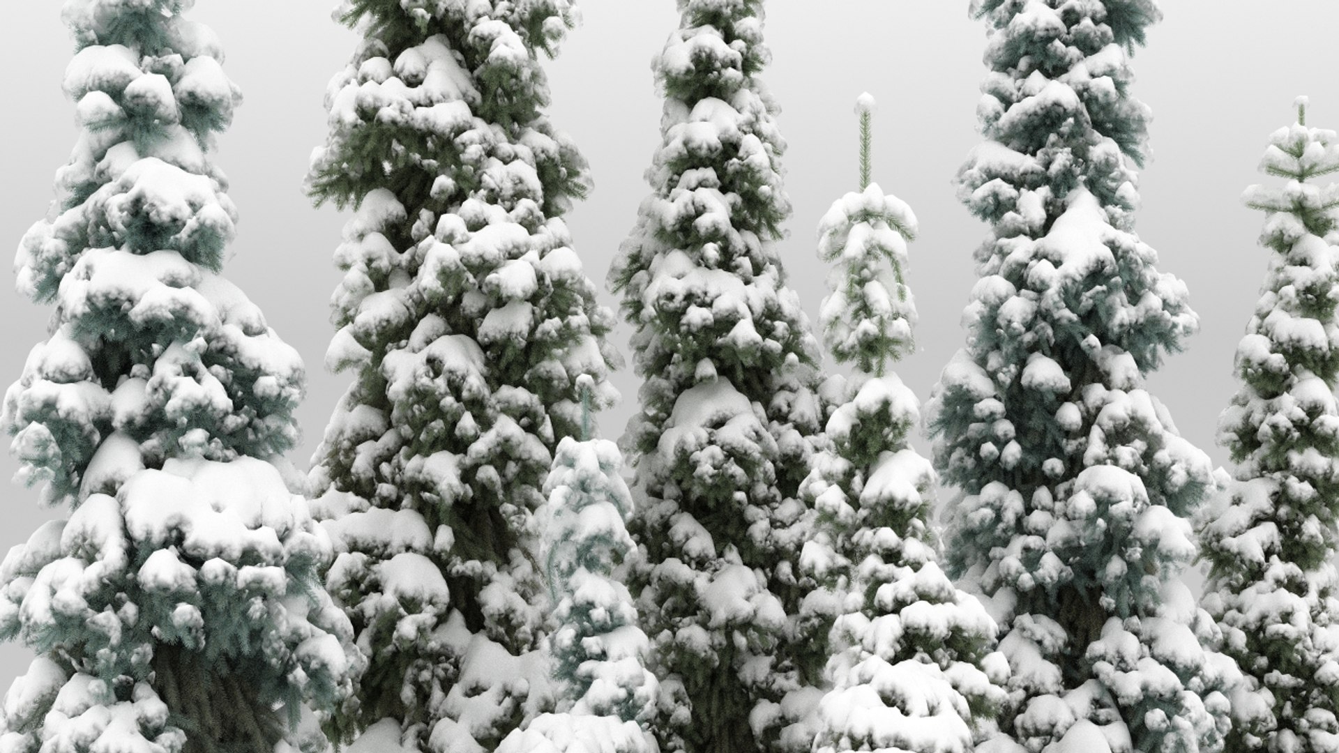 10-10 Picea Pendula 3D model - TurboSquid 1931620