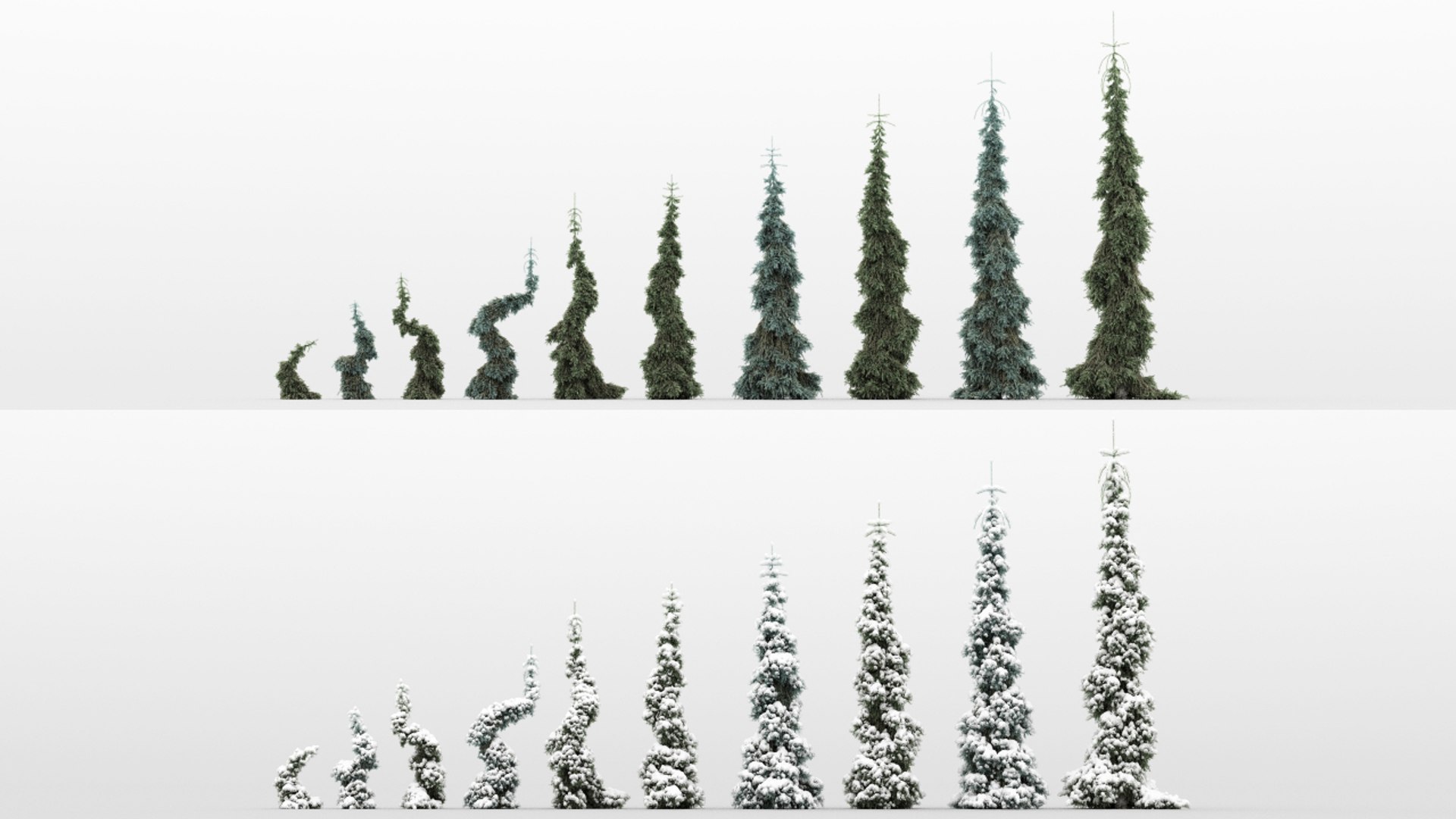 10-10 Picea Pendula 3D model - TurboSquid 1931620