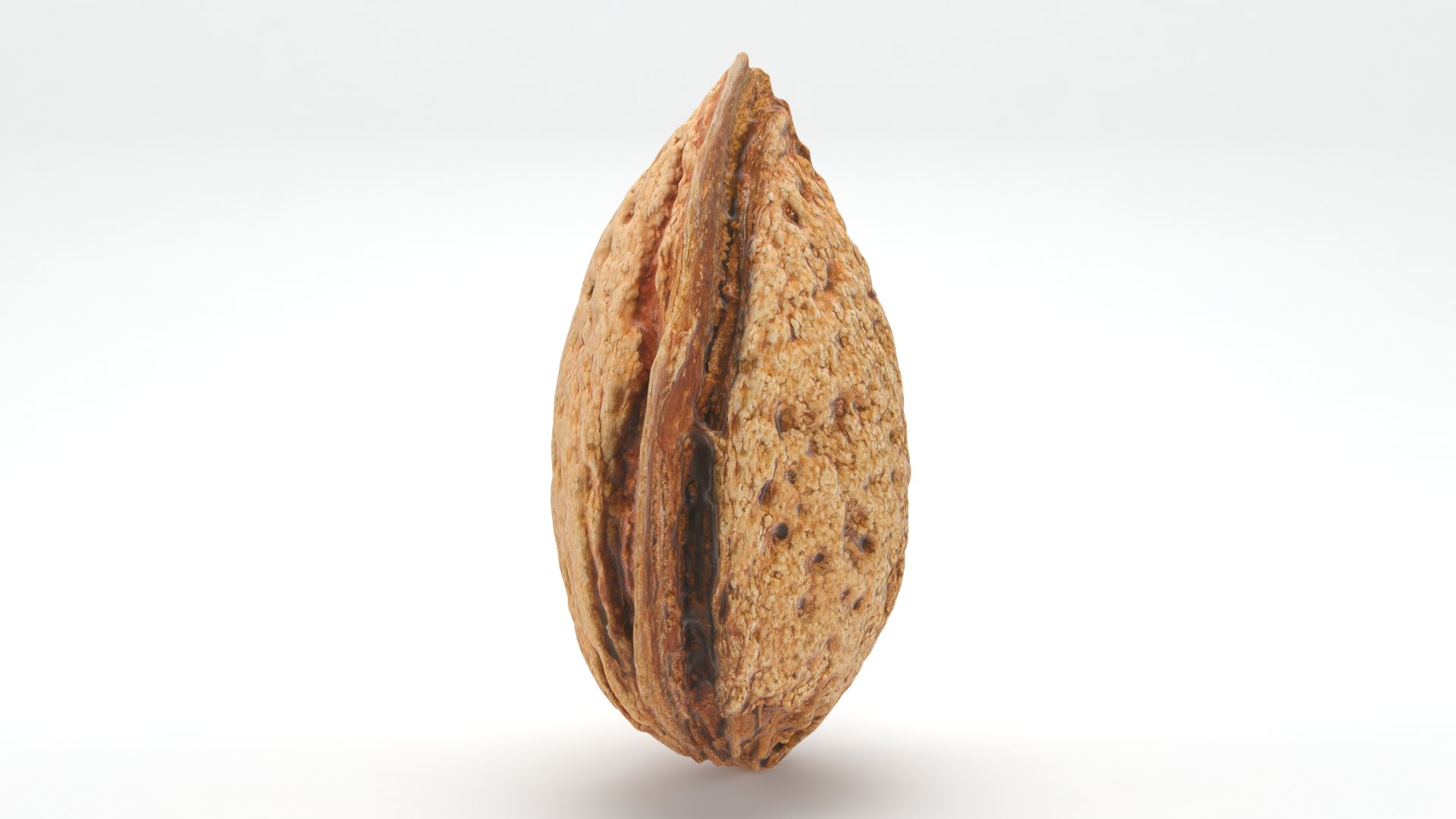 3D Almond Shell 01 - TurboSquid 1999133