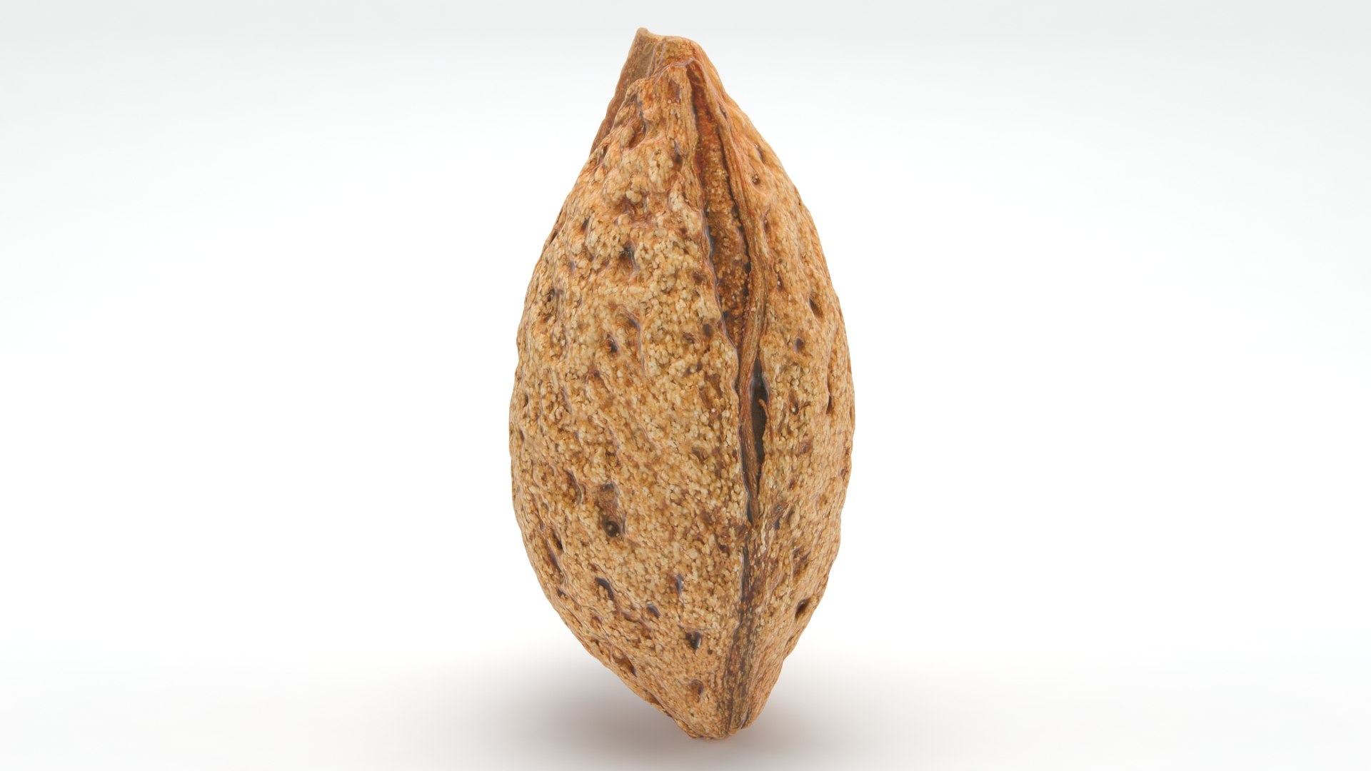 3D Almond Shell 01 - TurboSquid 1999133