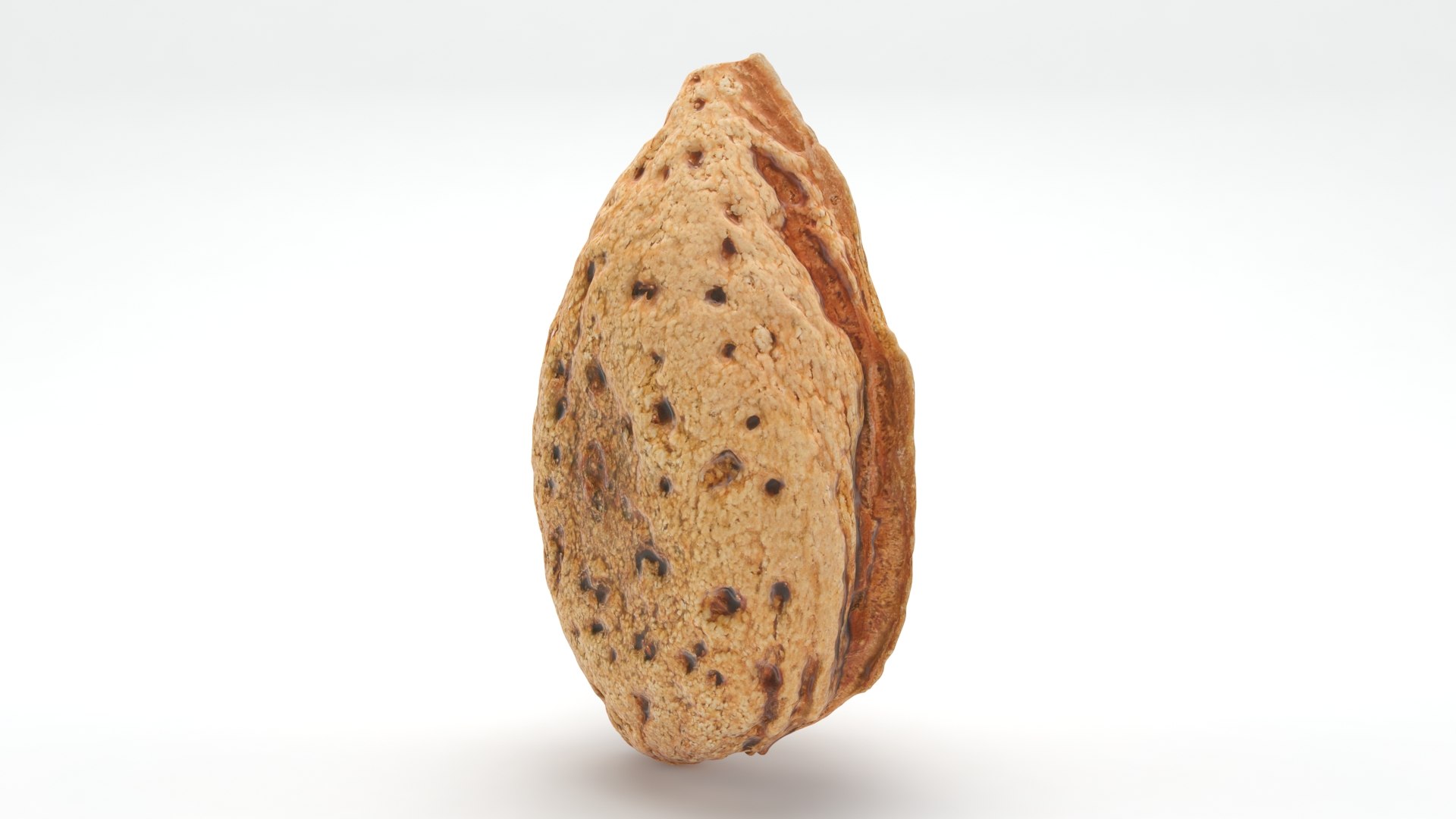 3D Almond Shell 01 - TurboSquid 1999133