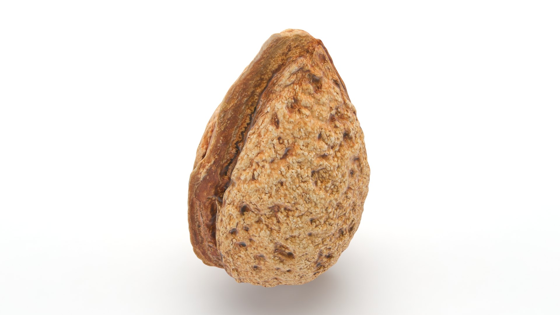 3D Almond Shell 01 - TurboSquid 1999133