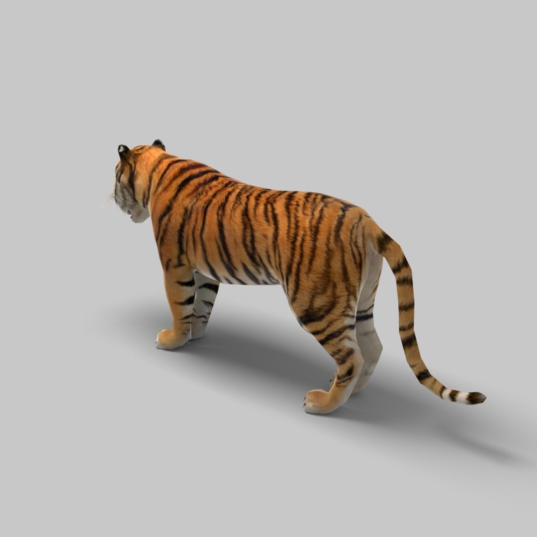 Cat Feline Tiger Obj