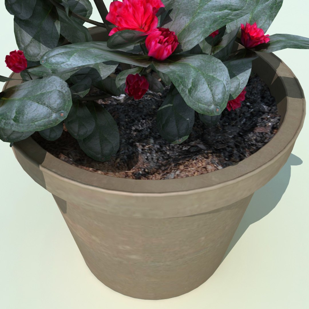3d Azalea Rhododendron Simsii