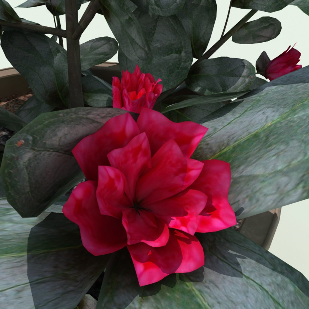 3d Azalea Rhododendron Simsii