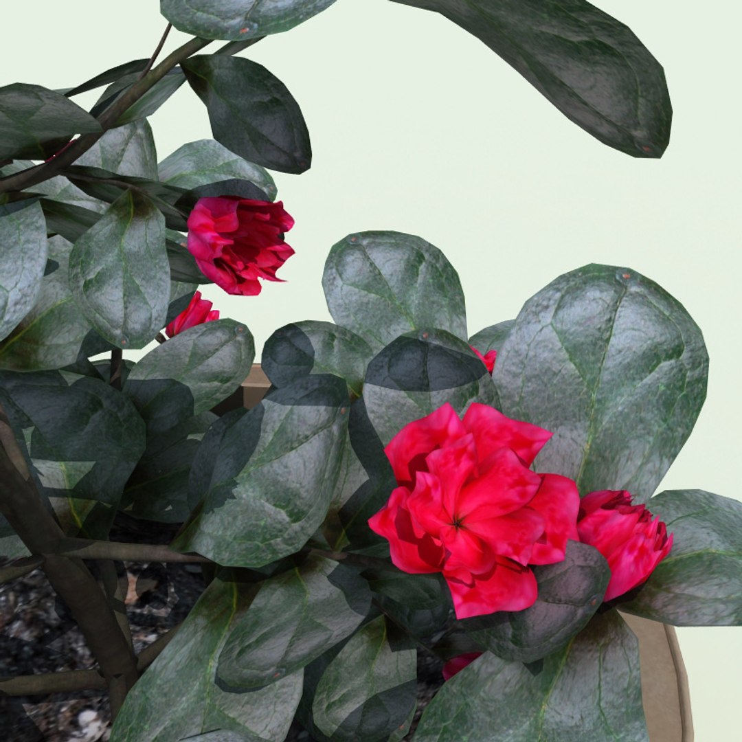 3d Azalea Rhododendron Simsii