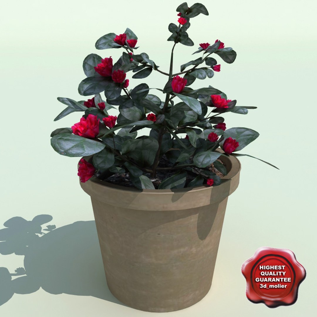 3d Azalea Rhododendron Simsii