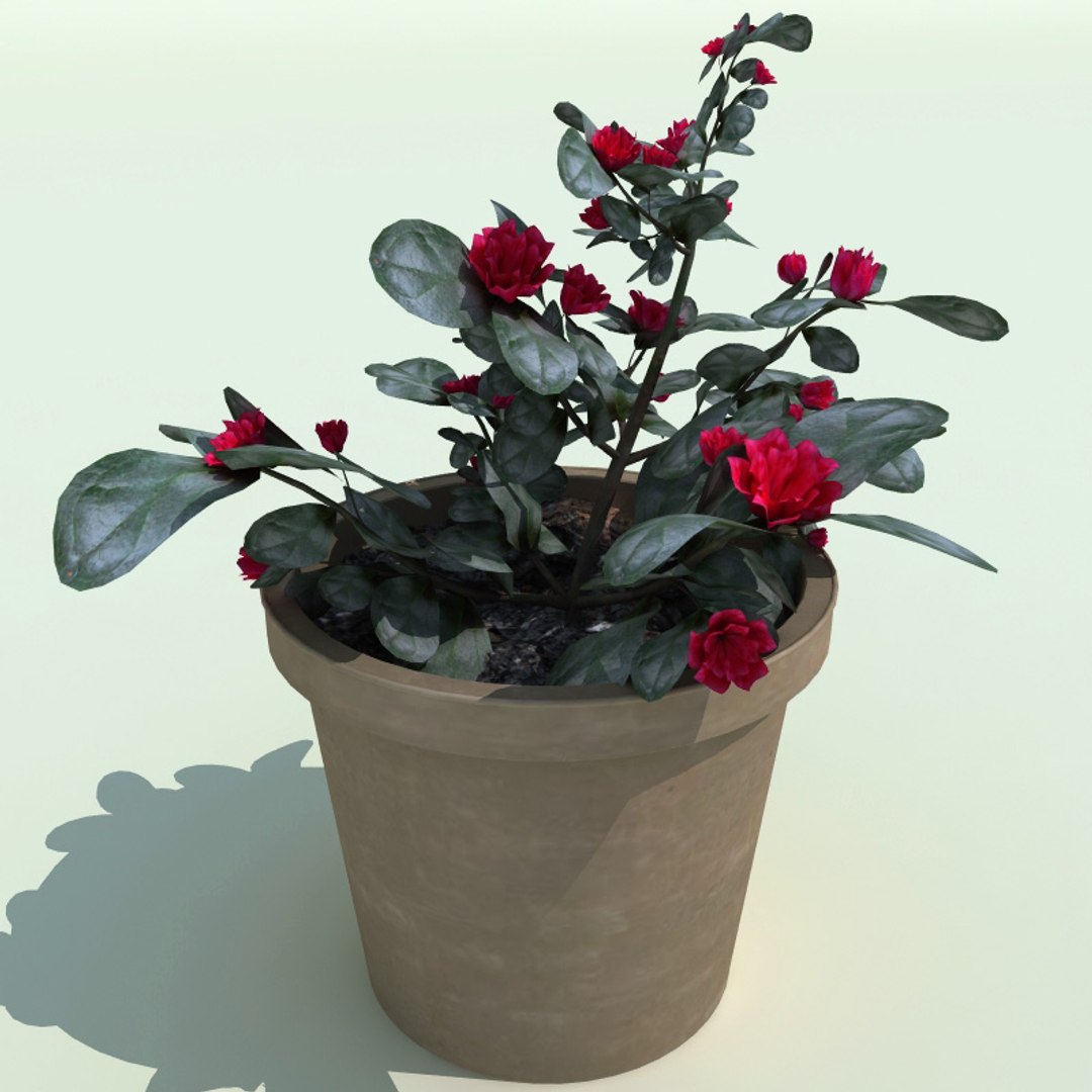 3d Azalea Rhododendron Simsii