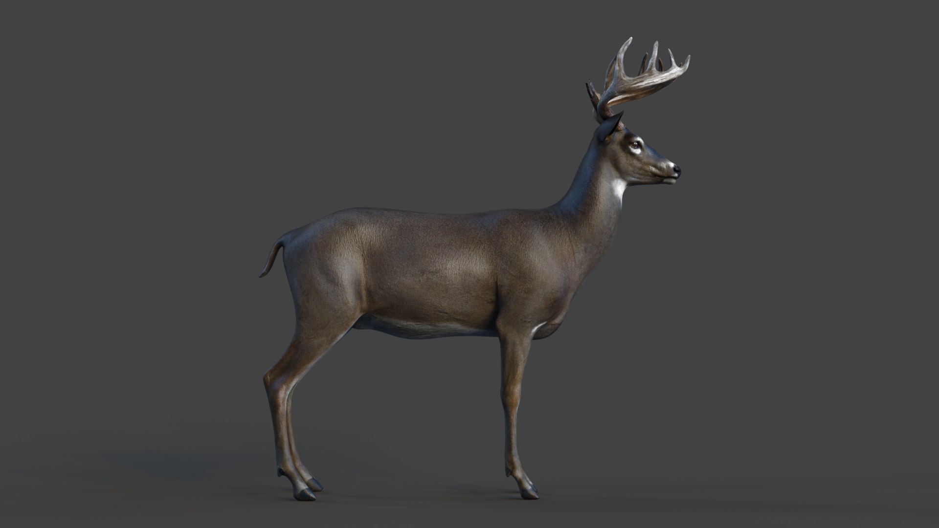 3D Male Deer - TurboSquid 1829518