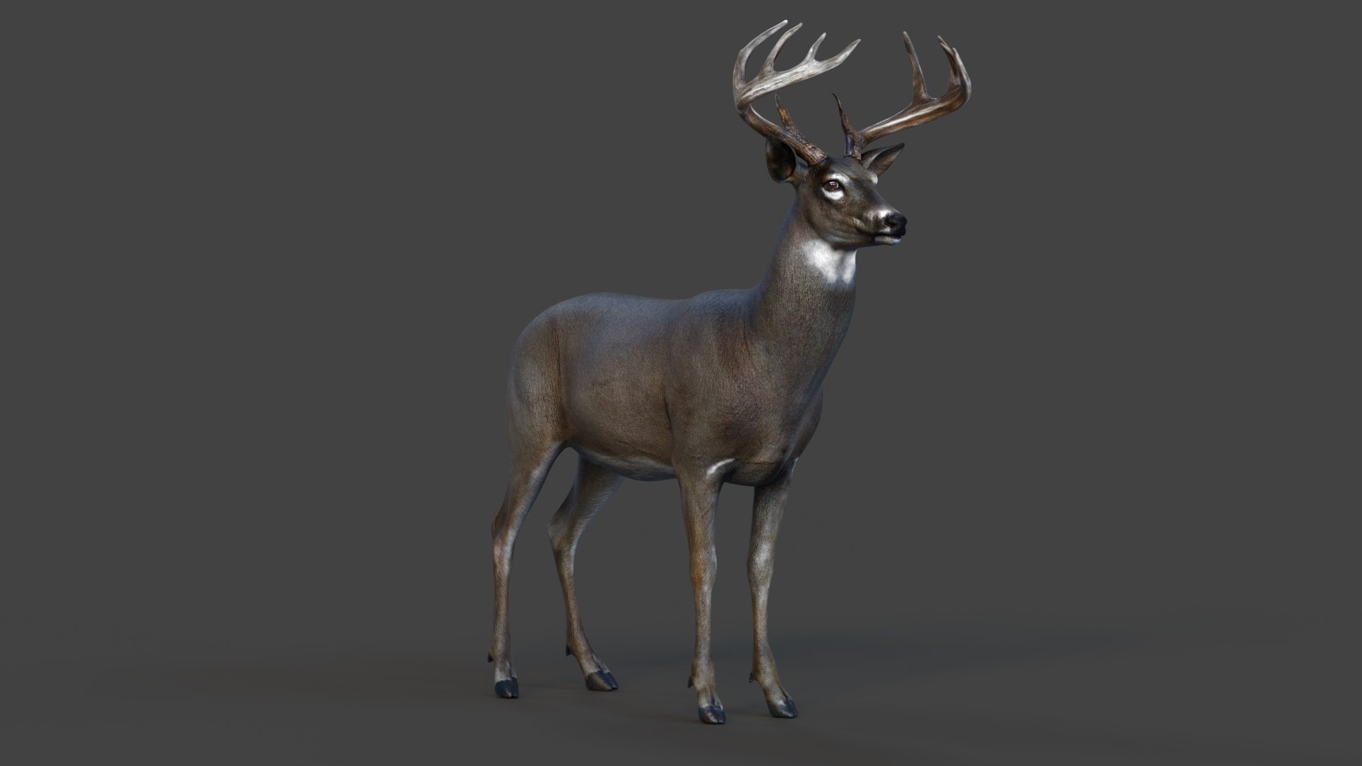 3D Male Deer - TurboSquid 1829518
