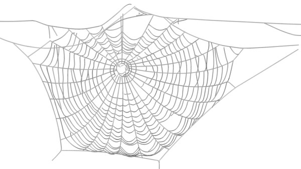 3D модель Spider Web - TurboSquid 1953052
