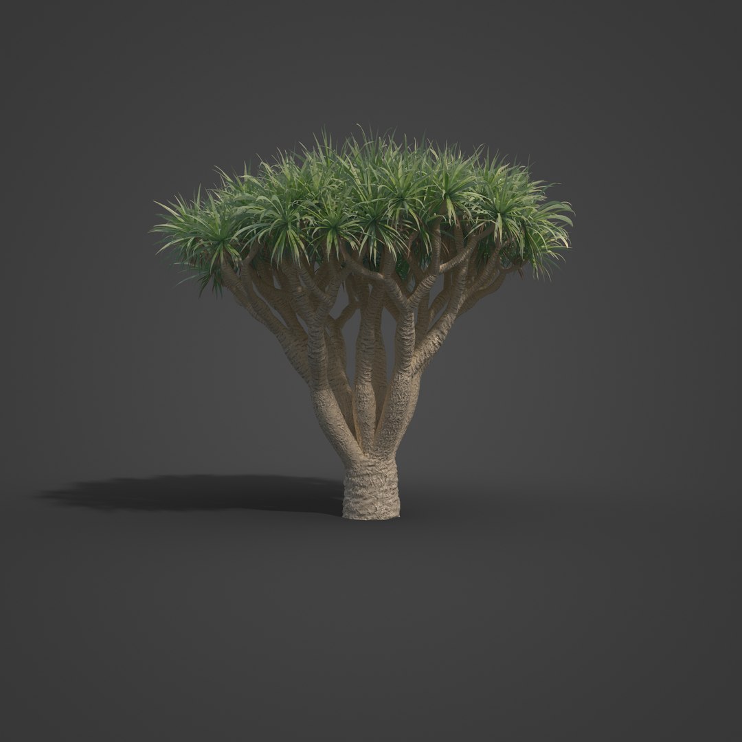 2021 PBR Dragon Tree Collection - Dracaena Draco 3D Model - TurboSquid ...